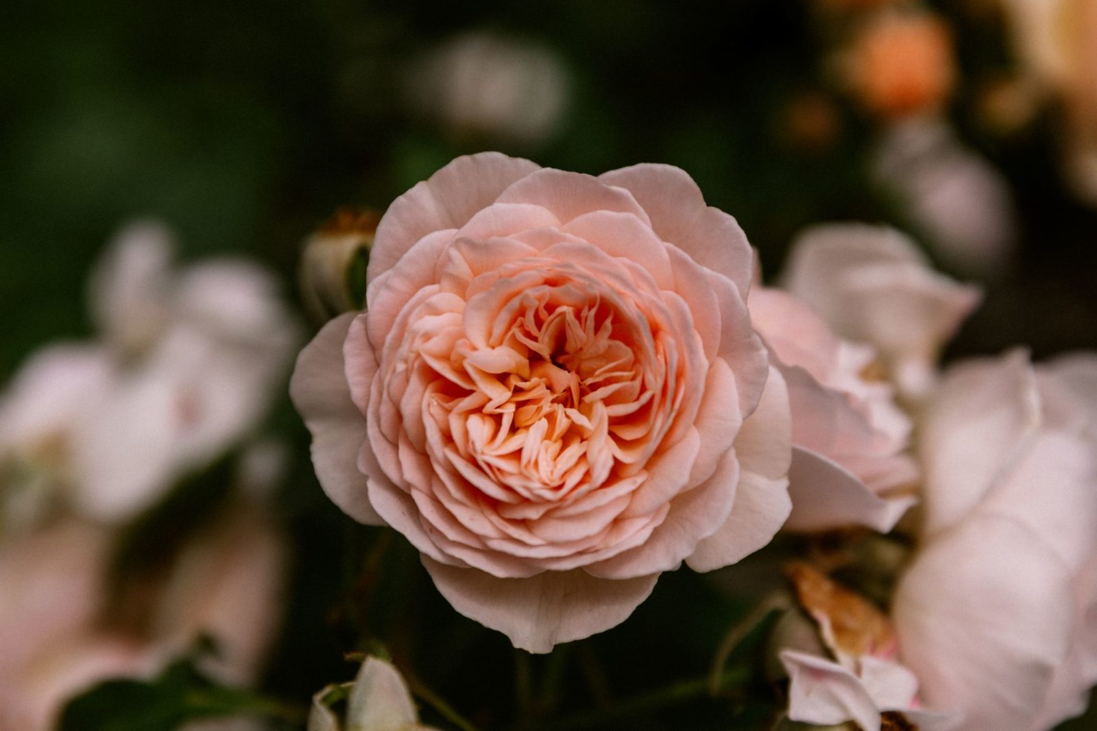 Jasper Crane Rose Garden at Brandywine Park | delawarestateparks.blog