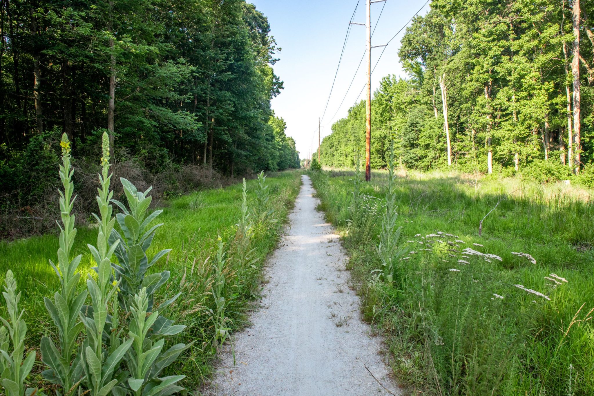 The Best Hikes at Lums Pond State Park | delawarestateparks.blog