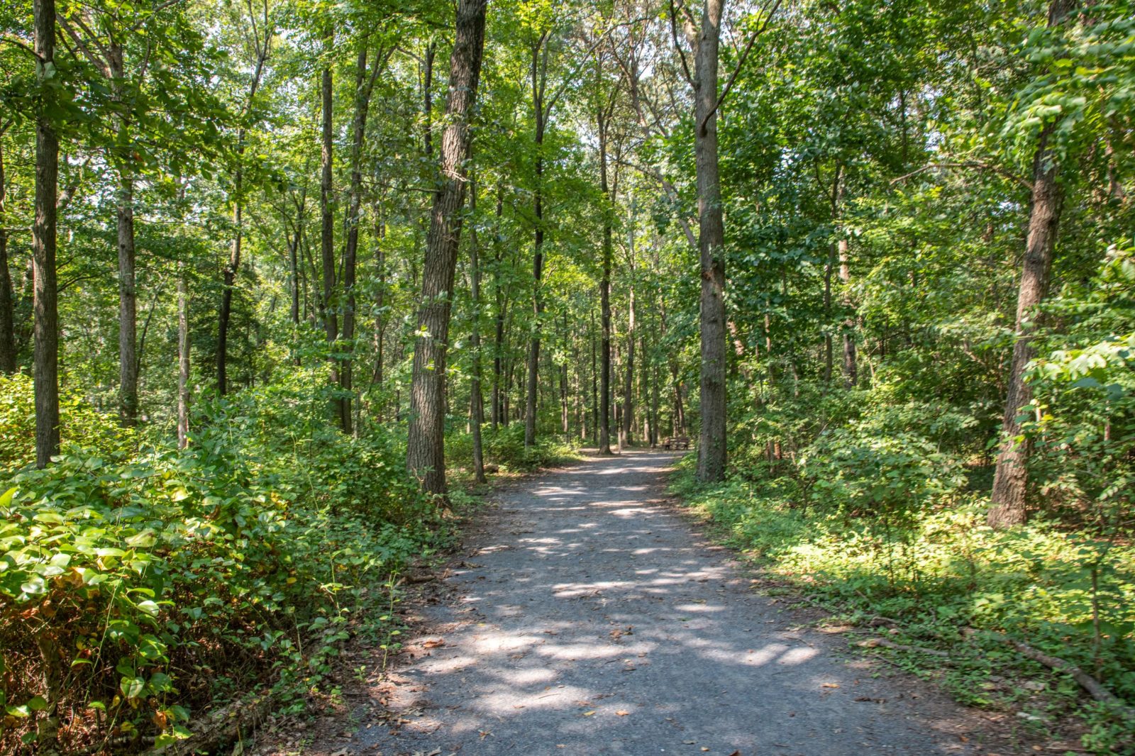 Hiking Trails at Killens Pond State Park | delawarestateparks.blog