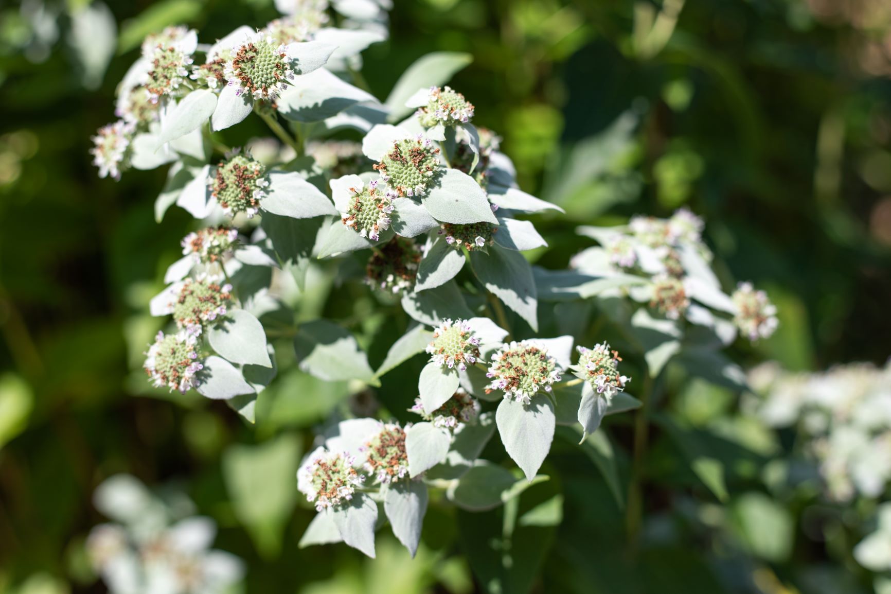 Pollinator Garden at Brandywine Creek State Park | delawarestateparks.blog