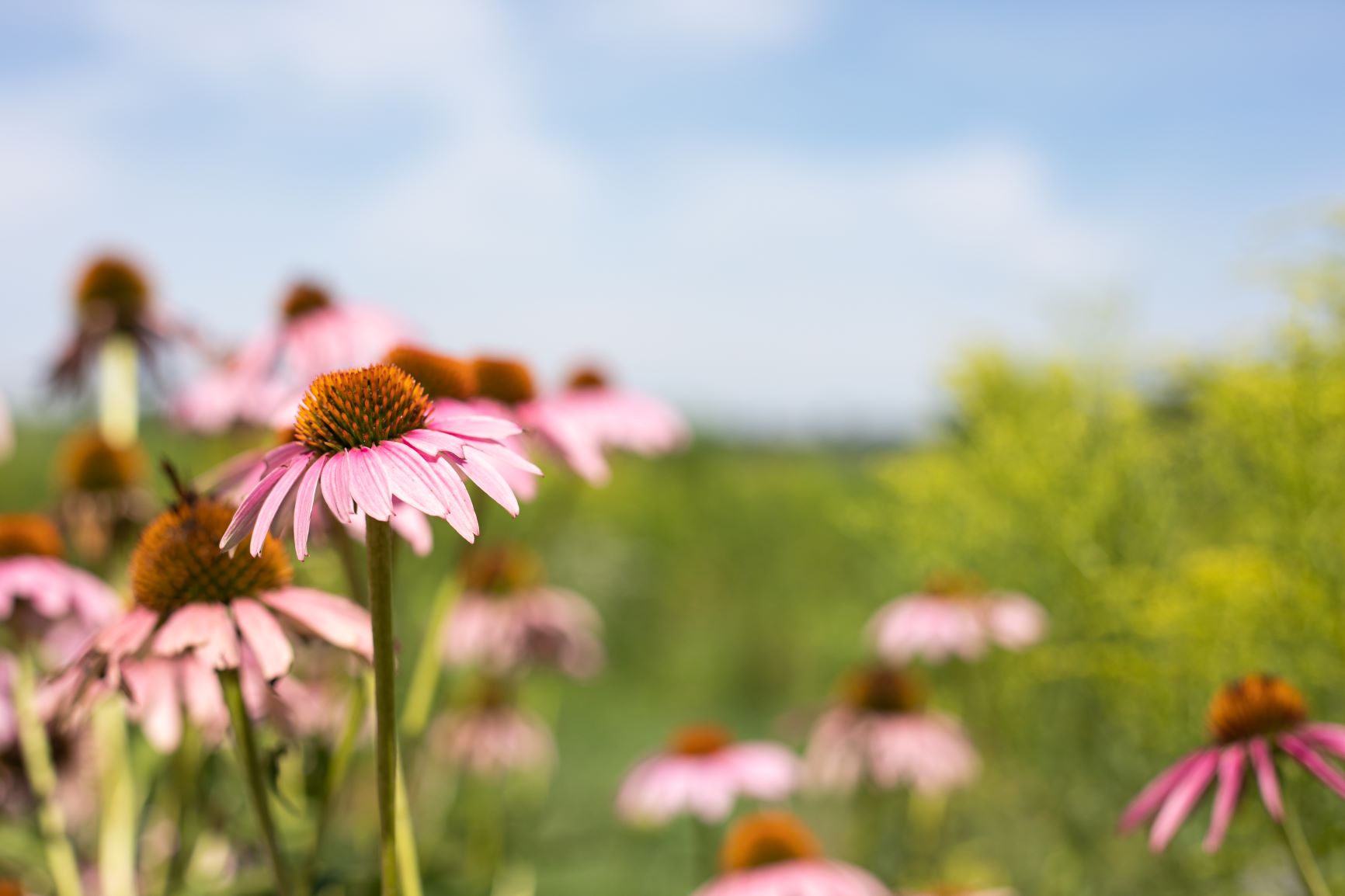 Pollinator Garden at Brandywine Creek State Park | delawarestateparks.blog