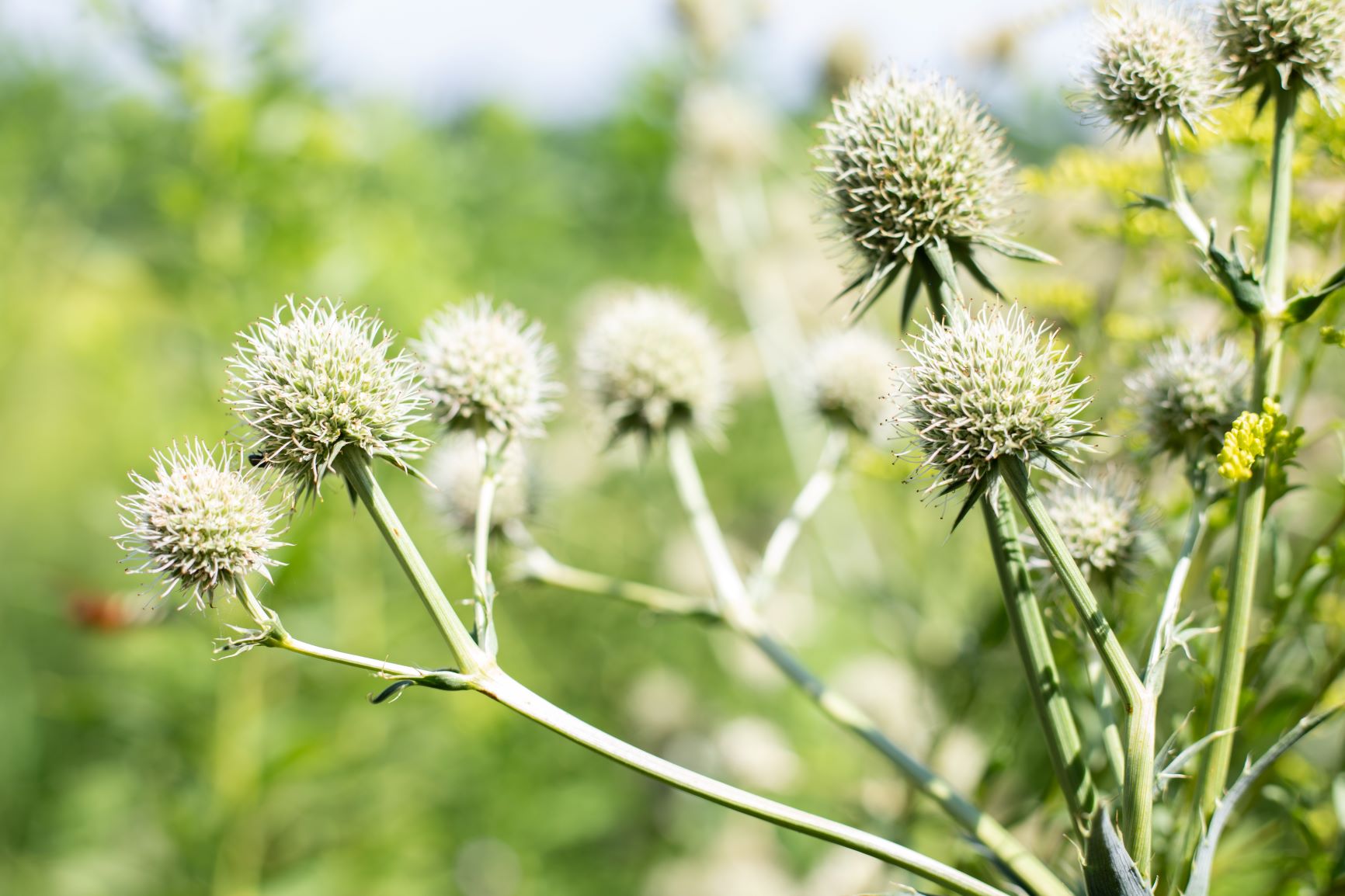 Pollinator Garden at Brandywine Creek State Park | delawarestateparks.blog