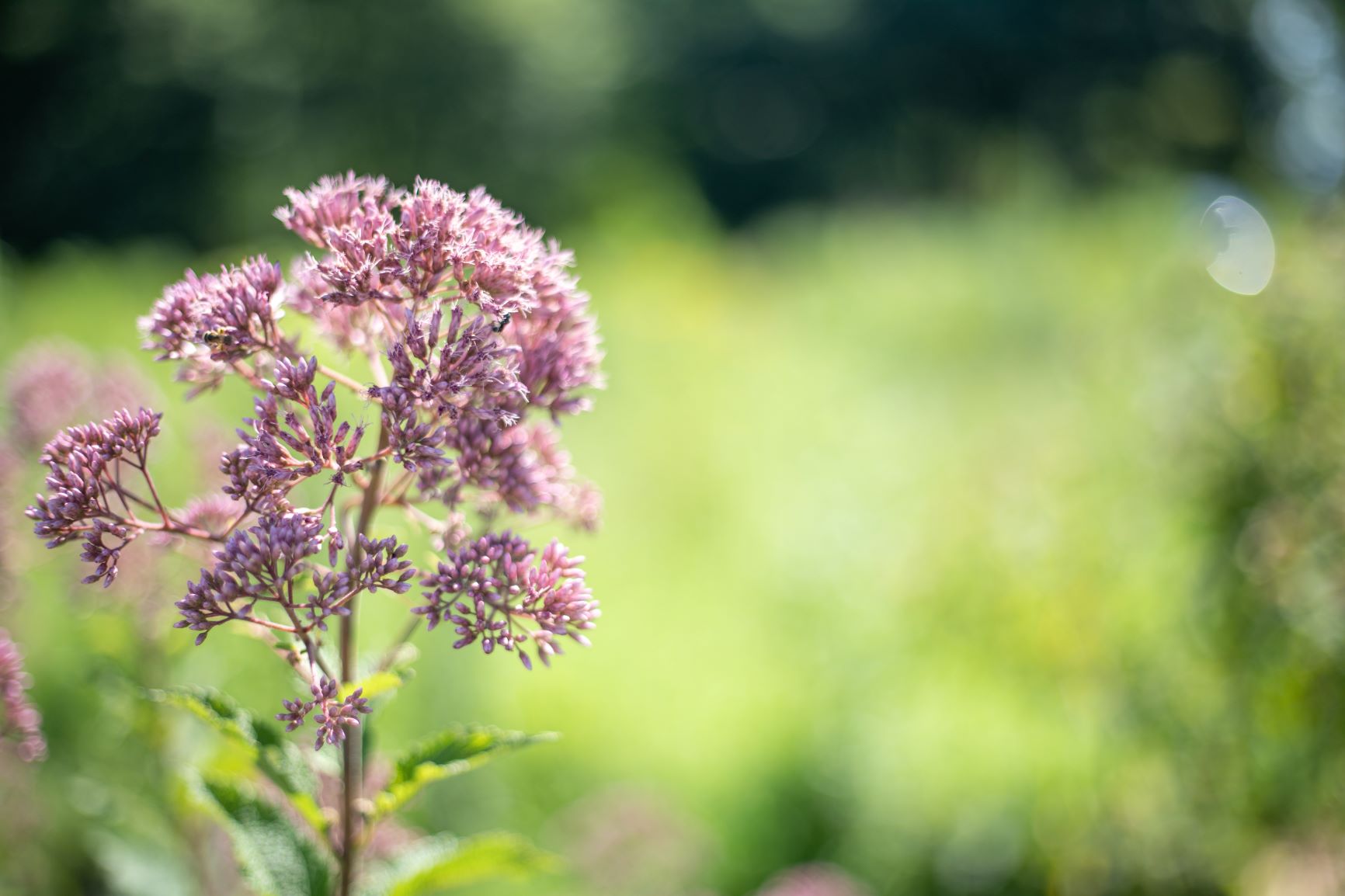 Pollinator Garden at Brandywine Creek State Park | delawarestateparks.blog