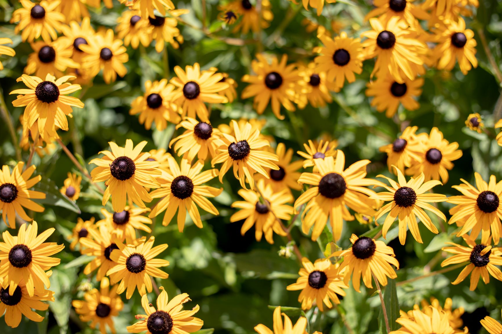 Pollinator Garden at Brandywine Creek State Park | delawarestateparks.blog