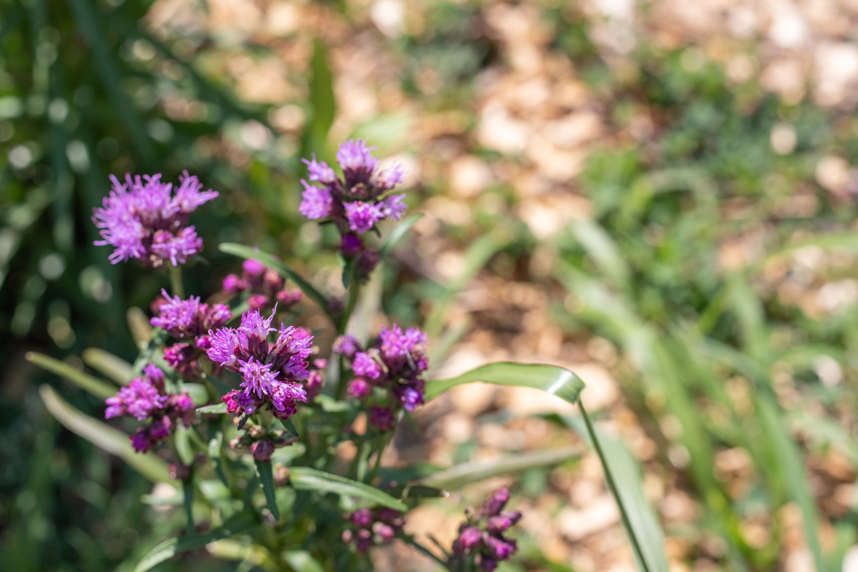 Pollinator Garden at Brandywine Creek State Park | delawarestateparks.blog