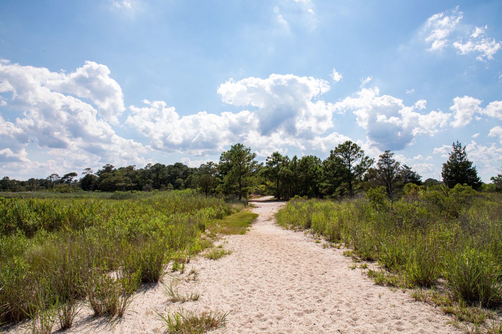 Hiking Trails in the Delaware Seashore Region | delawarestateparks.blog