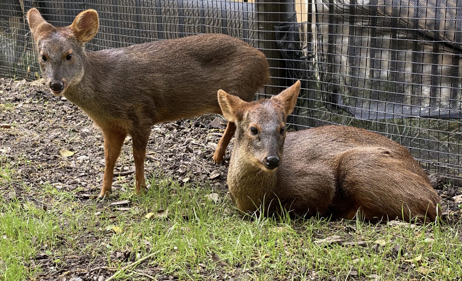 What’s New at the Zoo 2021 | delawarestateparks.blog